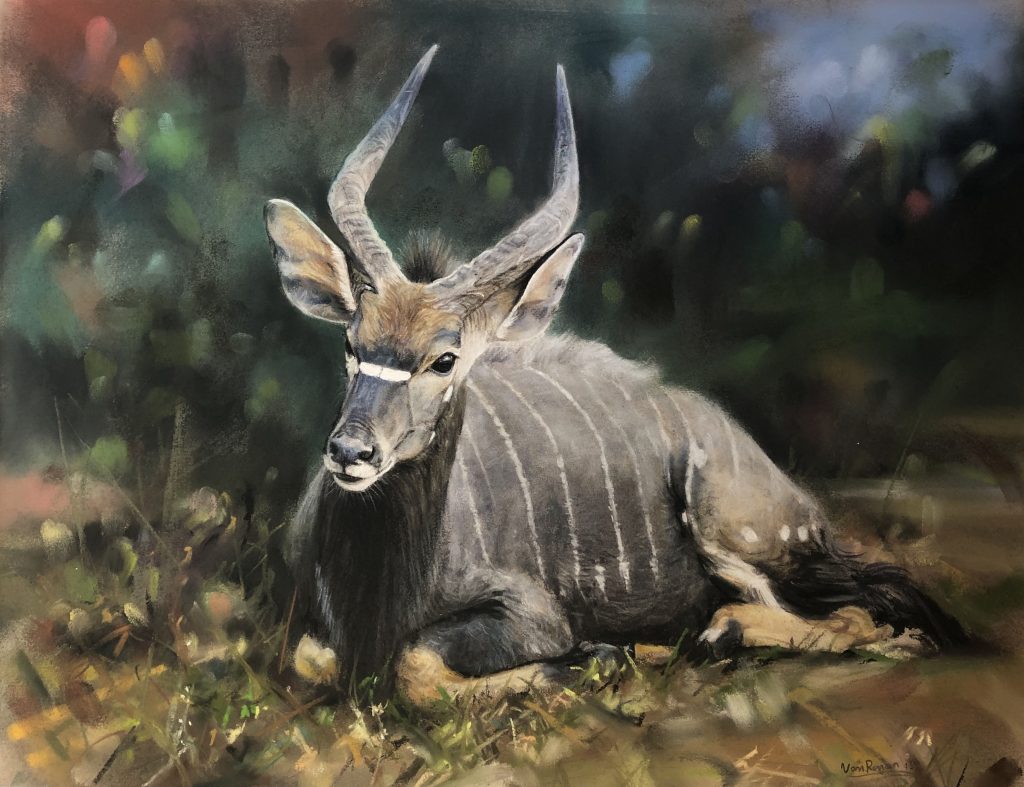 Nyala Bull - Rookwood Art & Print