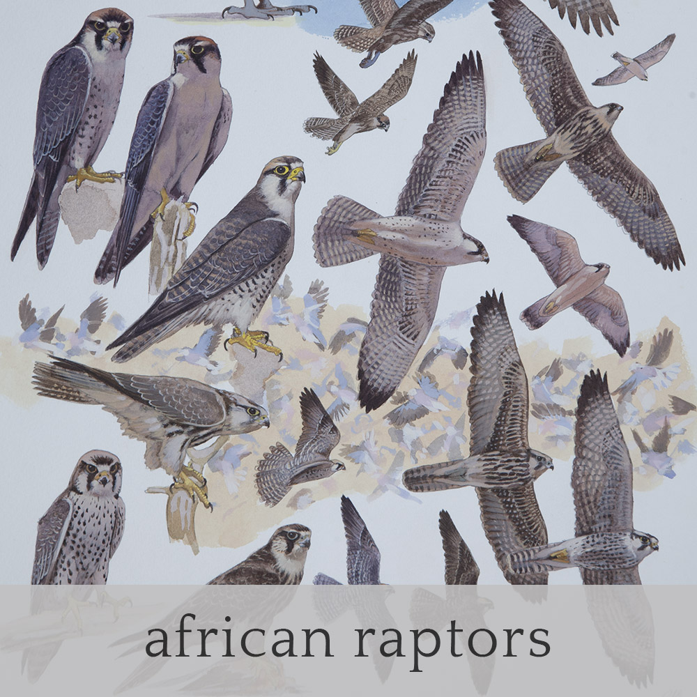 african raptors - THE NATURAL GALLERY